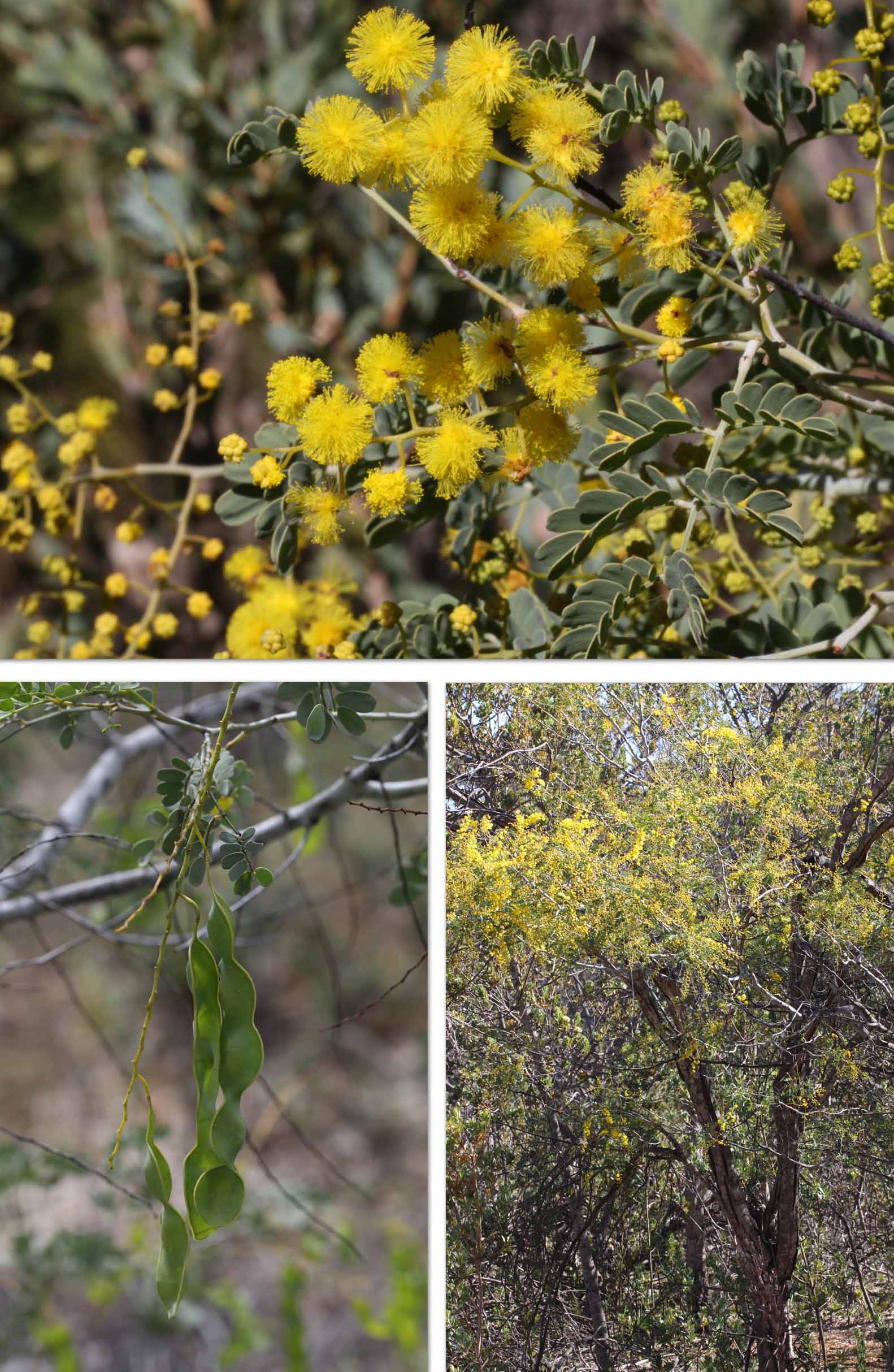 Roleybushcare Flora Database